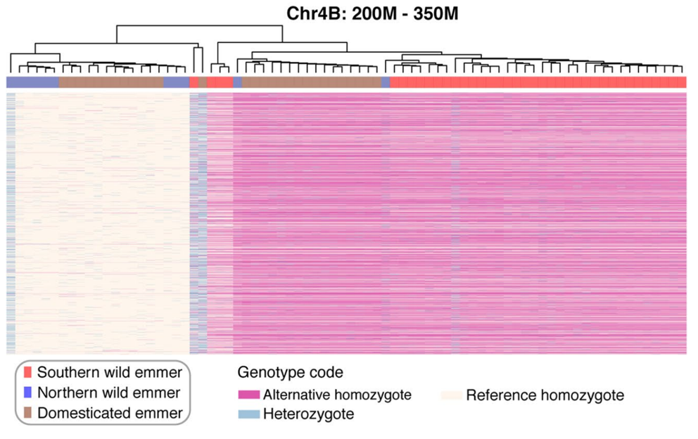 文献精读丨NP 小麦群体演化历史Population genomics unravels the Holocene history of ...