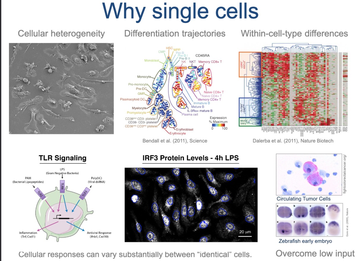 【Single Cell Genomics】Part1 单细胞基因组学_scatac-seq和scrna-seq区别-CSDN博客