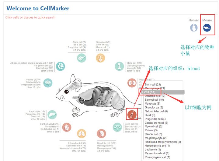 seqkit根据基因id_10X单细胞精选文章 | 手把手教你用Marker基因定义细胞亚群-CSDN博客