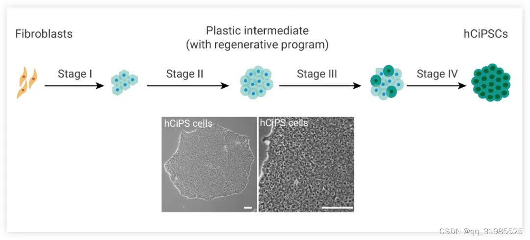 GMP 小分子 | 细胞命运的指路牌——小分子调控干细胞疗法 - MedChemExpress-CSDN博客