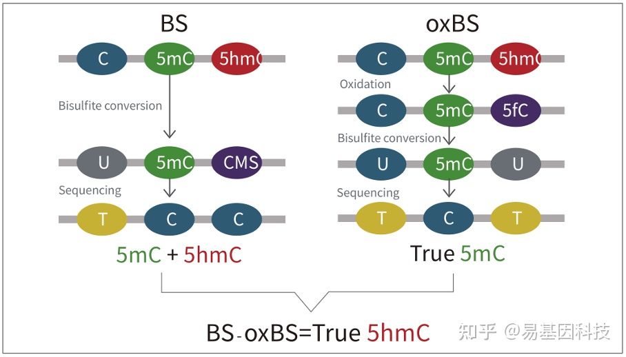 精准DNA甲基化/羟甲基化测序（oxBS-seq）｜易基因技术推介_5mc和5hmc功能-CSDN博客