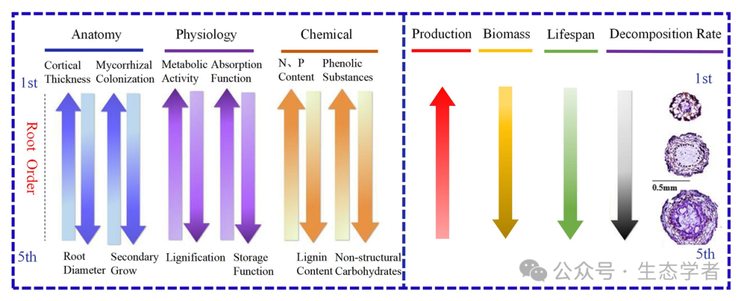连发2篇PNAS！沈阳应用生态研究所在森林根系及菌根生物学过程方面取得最新进展_孙涛, pnas-CSDN博客