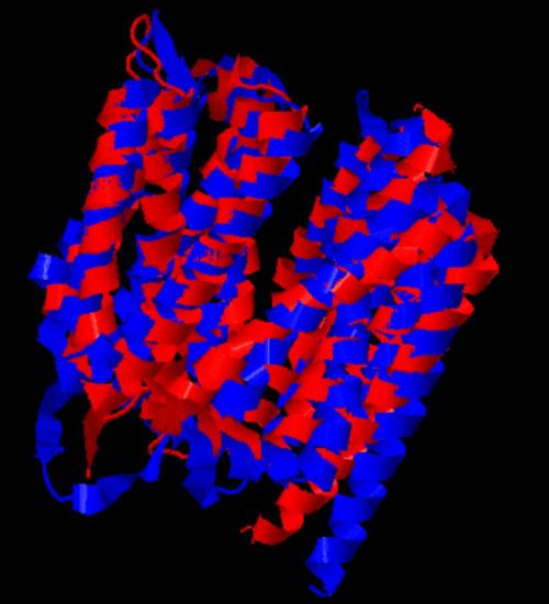 uni-fold-pytorch蛋白质结构预测工具模型_pdb seqres.txt-CSDN博客