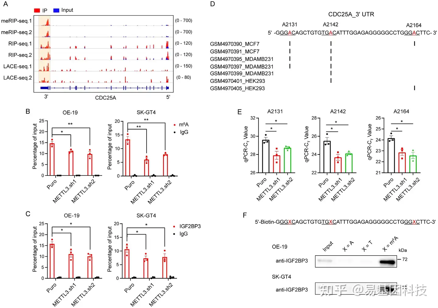 易基因：组学研究：MeRIP-seq等揭示m6A甲基化及调控因子在食管胃结合部腺癌（AEG）中的作用和调控机制_lace seq数据分析-CSDN博客