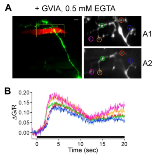 gels imagej 图片处理_如何用ImageJ做出这种酷炫动画-CSDN博客