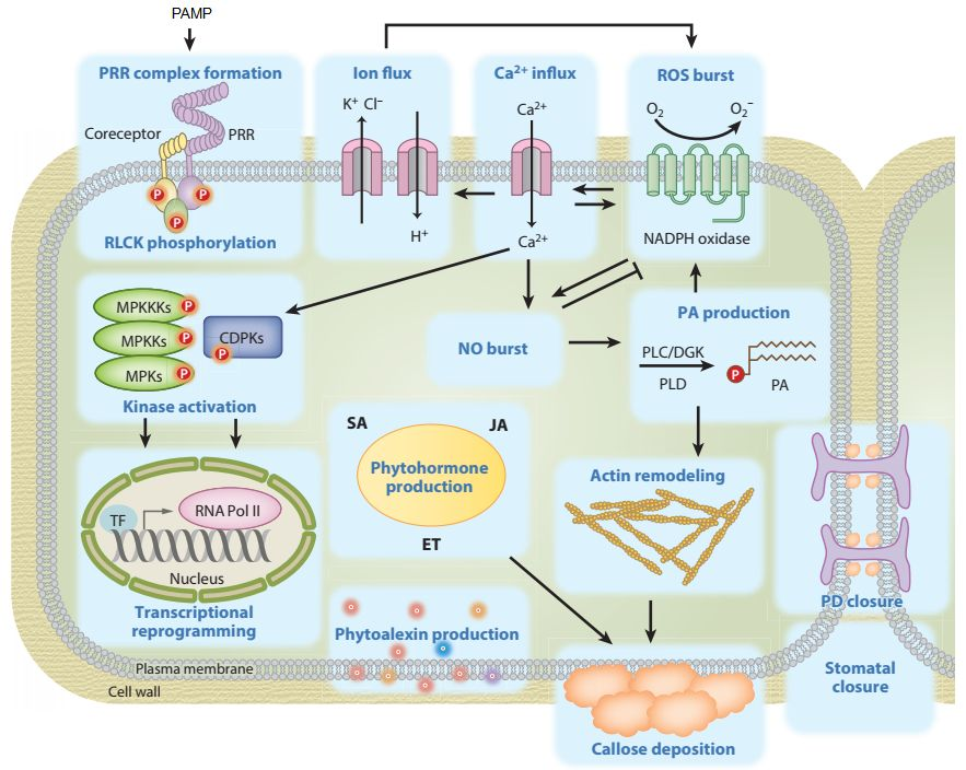 凌恩生物文献分享|转录组高级分析--植物抗性基因分析_r基因-CSDN博客