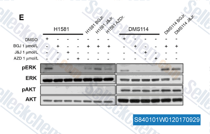 C语言中ret的作用,c-RET抑制剂 | c-RET Inhibitor-CSDN博客
