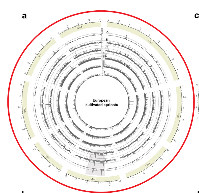 跟着Nature Communications学画图：R语言circlize包画弦图展示基因密度-CSDN博客