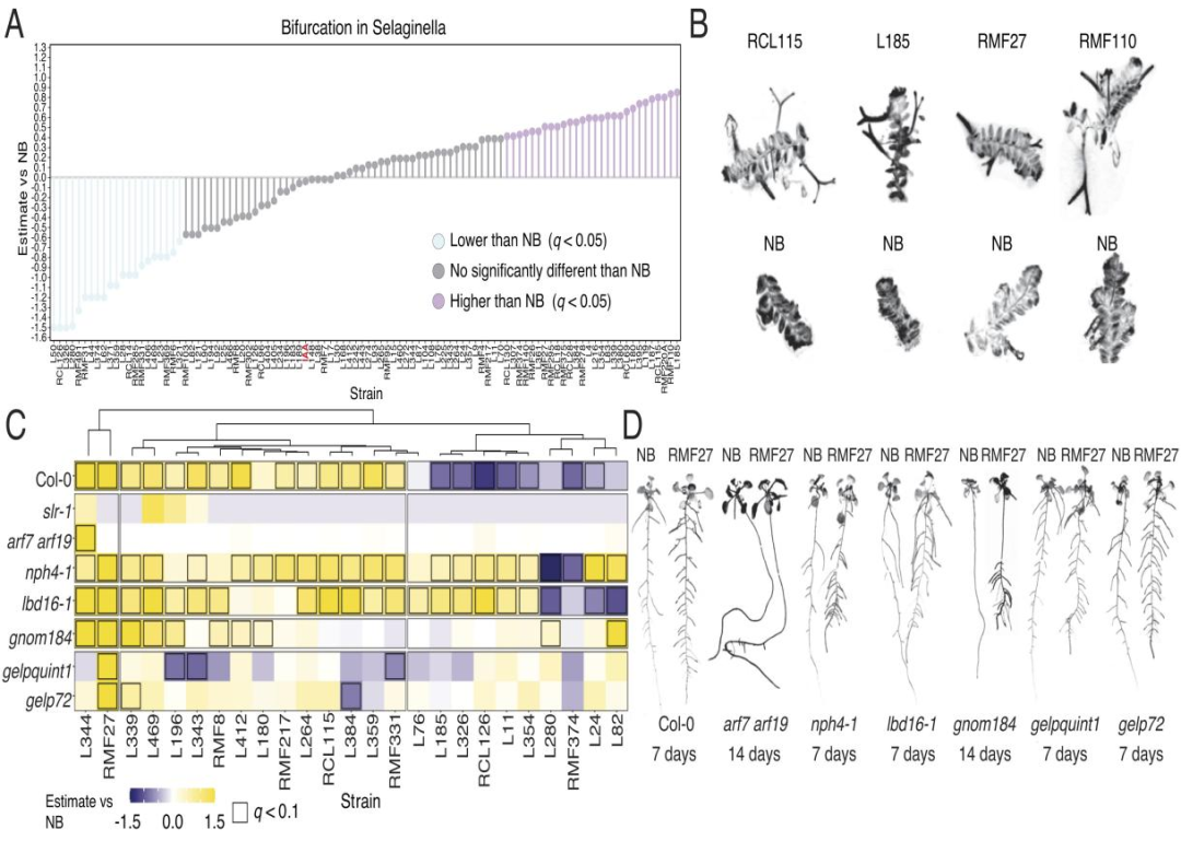 PNAS：有益微生物调节植物根系分支的新机制-CSDN博客