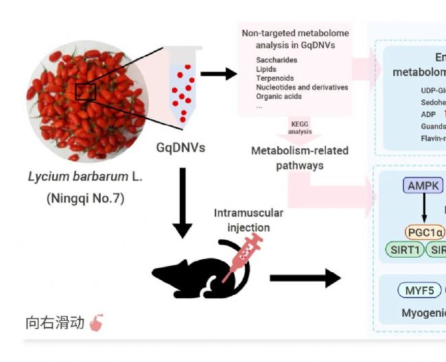 干货分享 | PHK 26：如何进行体外细胞的标记和追踪？ | MedChemExpress (MCE)_细胞摄取囊泡实验荧光-CSDN博客
