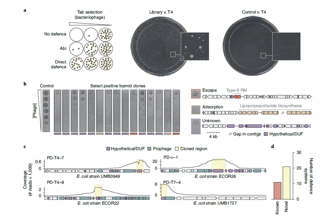 Nat. Microbiol. | 功能选择揭示大肠杆菌泛基因组中未被发现的抗噬菌体防御系统...-CSDN博客