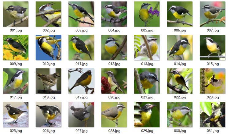 Xception算法解析-鸟类识别实战-Paddle实战_xception模型-CSDN博客