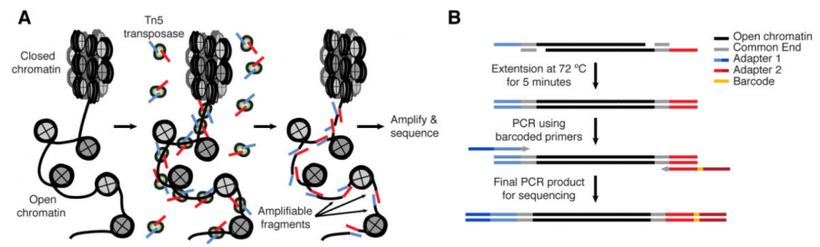 CUT&Tag与ATAC-seq联手，解析表观遗传机制_cuttag atac-seq-CSDN博客