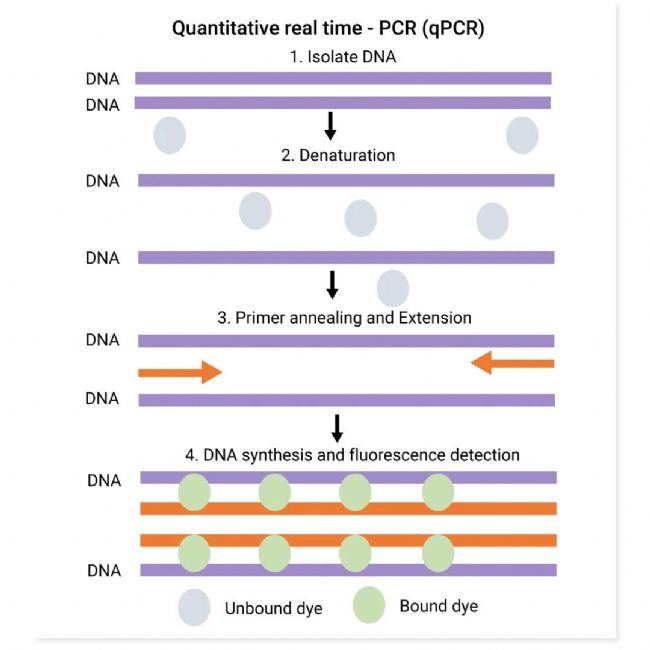 从基础到进阶：PCR、qPCR 和 RT-PCR 不是一回事儿 ？ |MedChemExpress (MCE)-CSDN博客