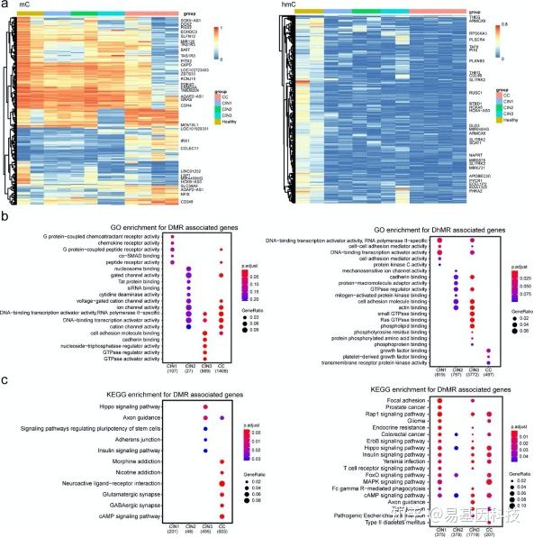 精准DNA甲基化/羟甲基化测序（oxBS-seq）｜易基因技术推介_5mc和5hmc功能-CSDN博客