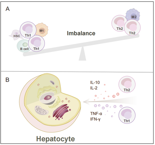 iMeta | 北中药李晓骄阳组综述解码免疫T细胞的作用-改善代谢相关脂肪性肝病的新领域...-CSDN博客