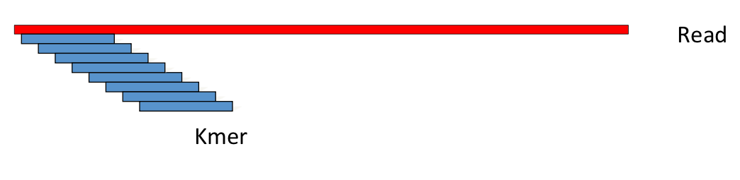 Kmer评估基因组-CSDN博客