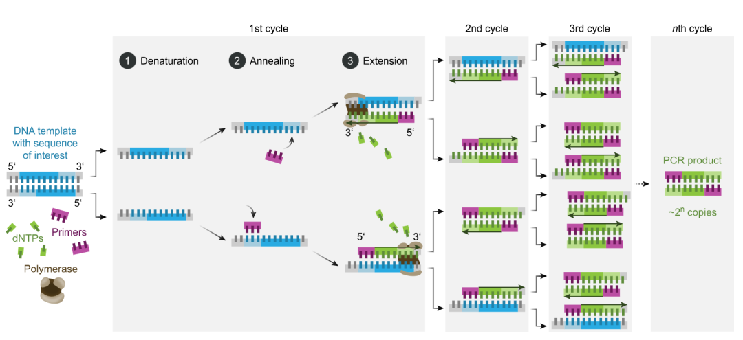 一文读懂：PCR，qPCR，Real-time PCR，RT-PCR和RT-qPCR_qpcr和qrt-pcr的英文全称-CSDN博客