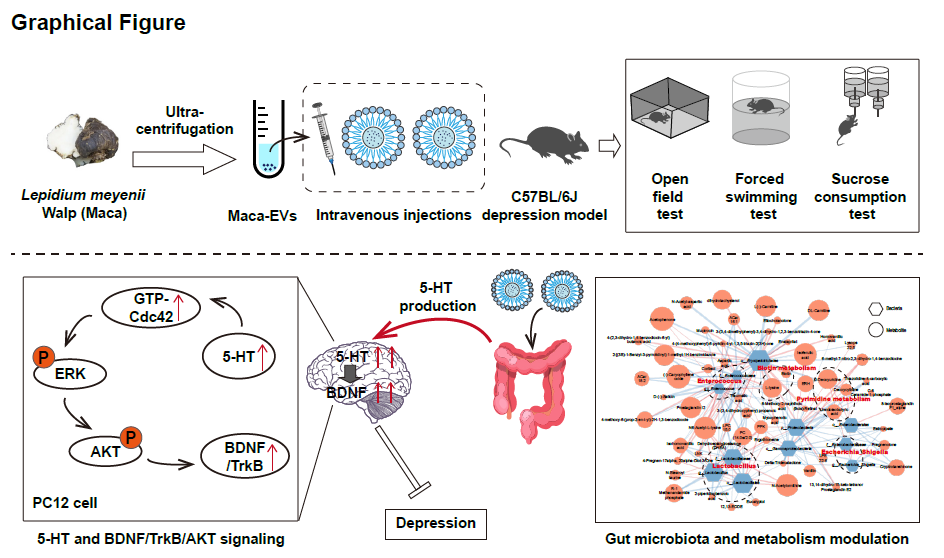 iMeta期刊 第2卷第3期 在线正式发布-CSDN博客