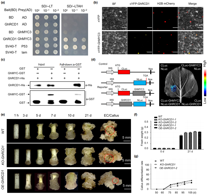 New Phytologist：DAP-seq技术在GhRCD1通过GhMYC3-GhMYB44-GhLBD18转录级联调控陆地棉体细胞胚胎 ...