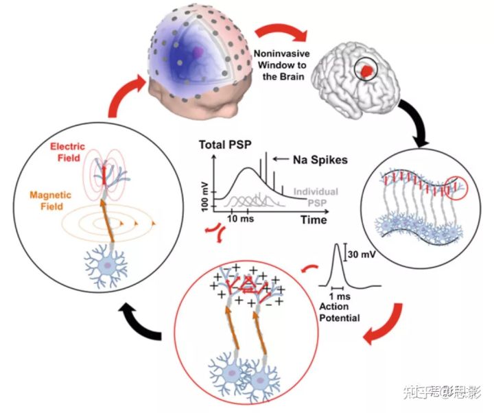 电生理绘图和源成像_meg信号-CSDN博客