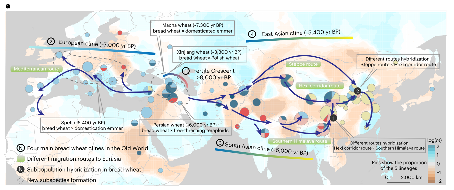 文献精读丨NP 小麦群体演化历史Population genomics unravels the Holocene history of ...