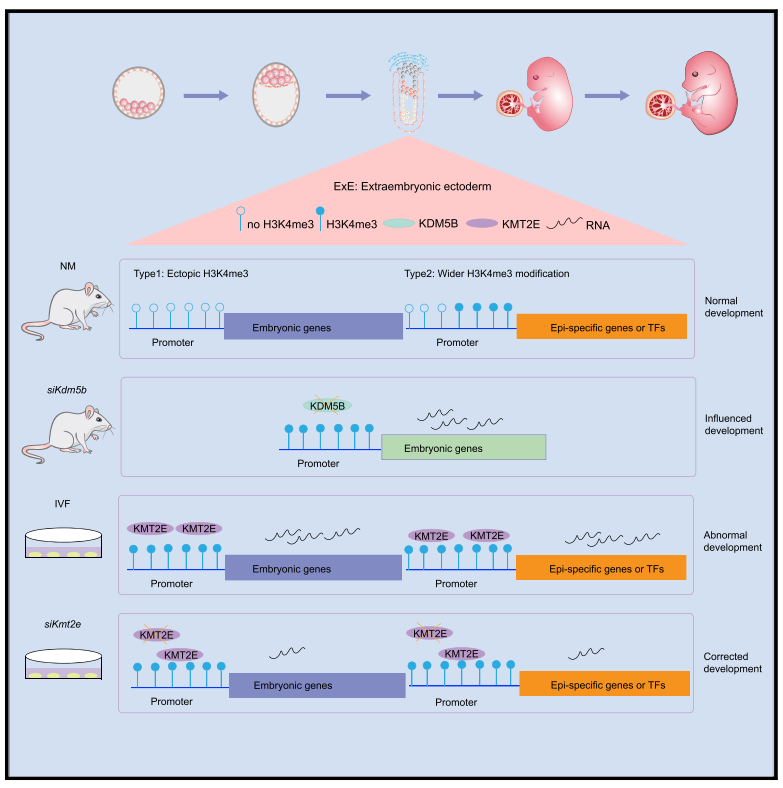 组蛋白修饰 | 一文带你了解H3K4me3_promoter-associated marker h3k4me3-CSDN博客