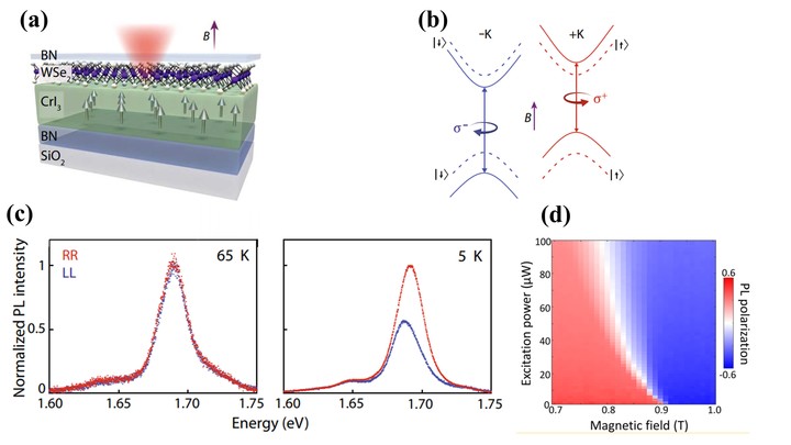 二维ising模型概率c语言_二维磁性材料的范德瓦尔斯异质结-CSDN博客