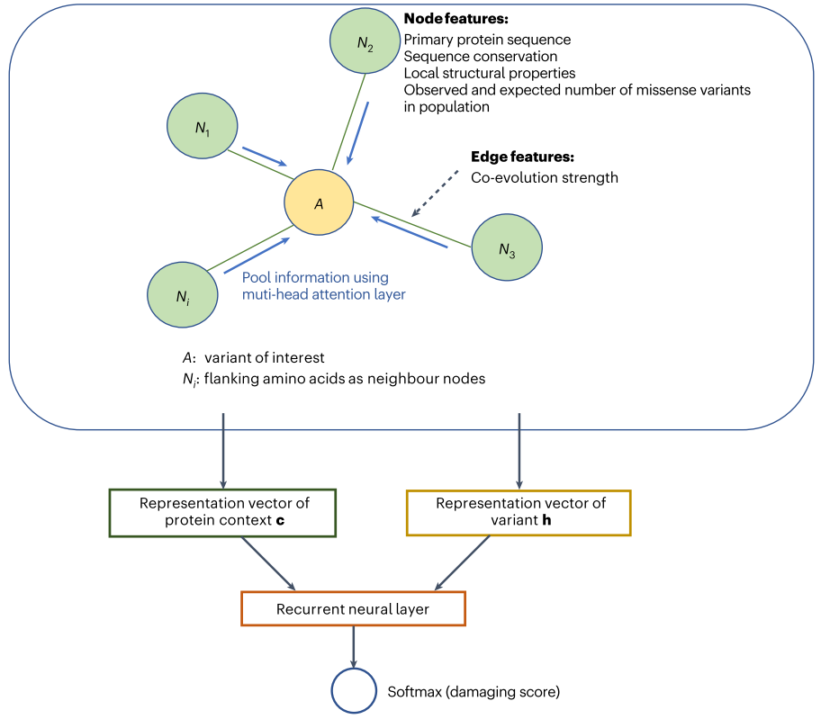 Nat.Mach.Intell.|如何改进错义突变致病性预测？使用图注意神经网络试试-CSDN博客