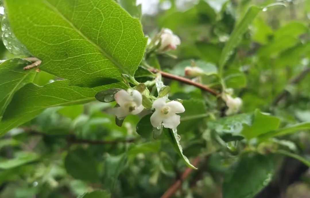 百花山保护区|马栏林场植物调查日志（一）_保护区植物样线调查具体一个到一个保护区-CSDN博客