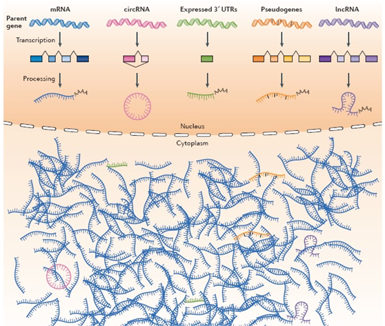 ceRNA！你是谁？为了谁？_cerna是啥-CSDN博客