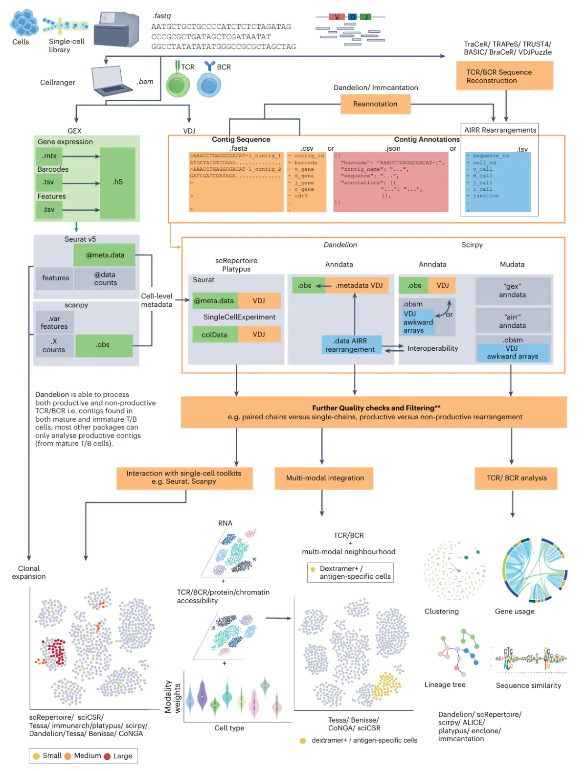 课前准备---单细胞VDJ分析导论2_克隆空间稳态-CSDN博客