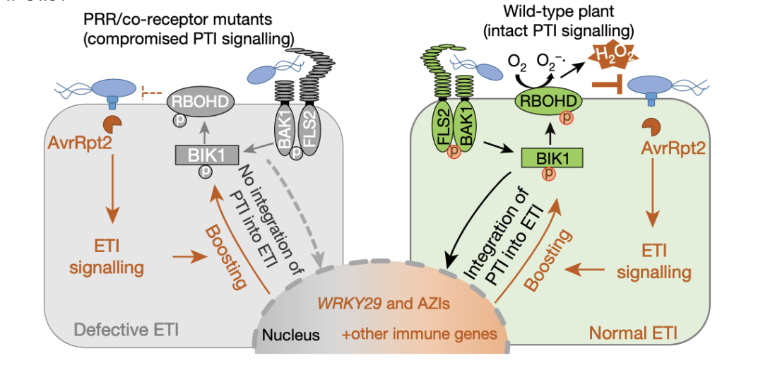 凌恩生物文献分享|转录组高级分析--植物抗性基因分析_r基因-CSDN博客