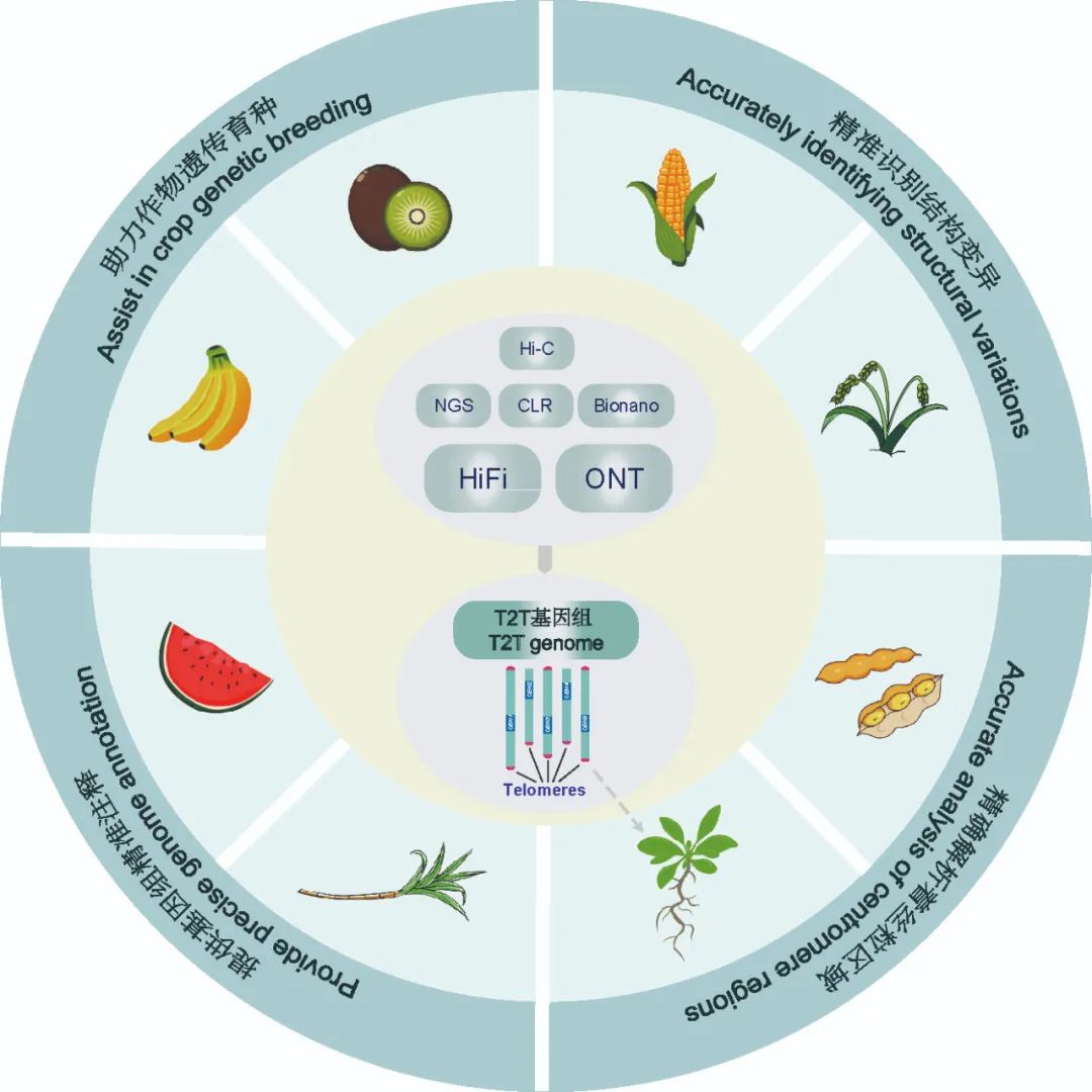 经典回顾，1000+基因组 | 陈玲玲教授团队综述植物端粒到端粒（T2T）基因组研究进展..._陈玲玲 数据库-CSDN博客