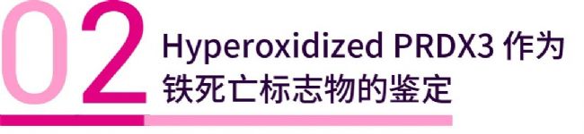 过氧化PRDX3作为铁死亡标志物的鉴定与应用 - MedChemExpress_identification of hyperoxidized prdx3as a ferropto-CSDN博客