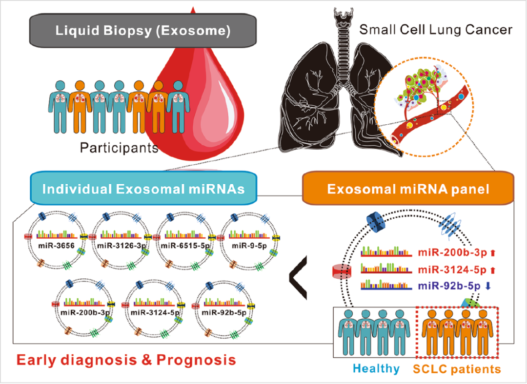 Biomark Res（IF=11.1）：血清外泌体miRNA作为小细胞肺癌诊断和预后生物标志物_肺癌 外泌体mirna 数据库筛选-CSDN博客