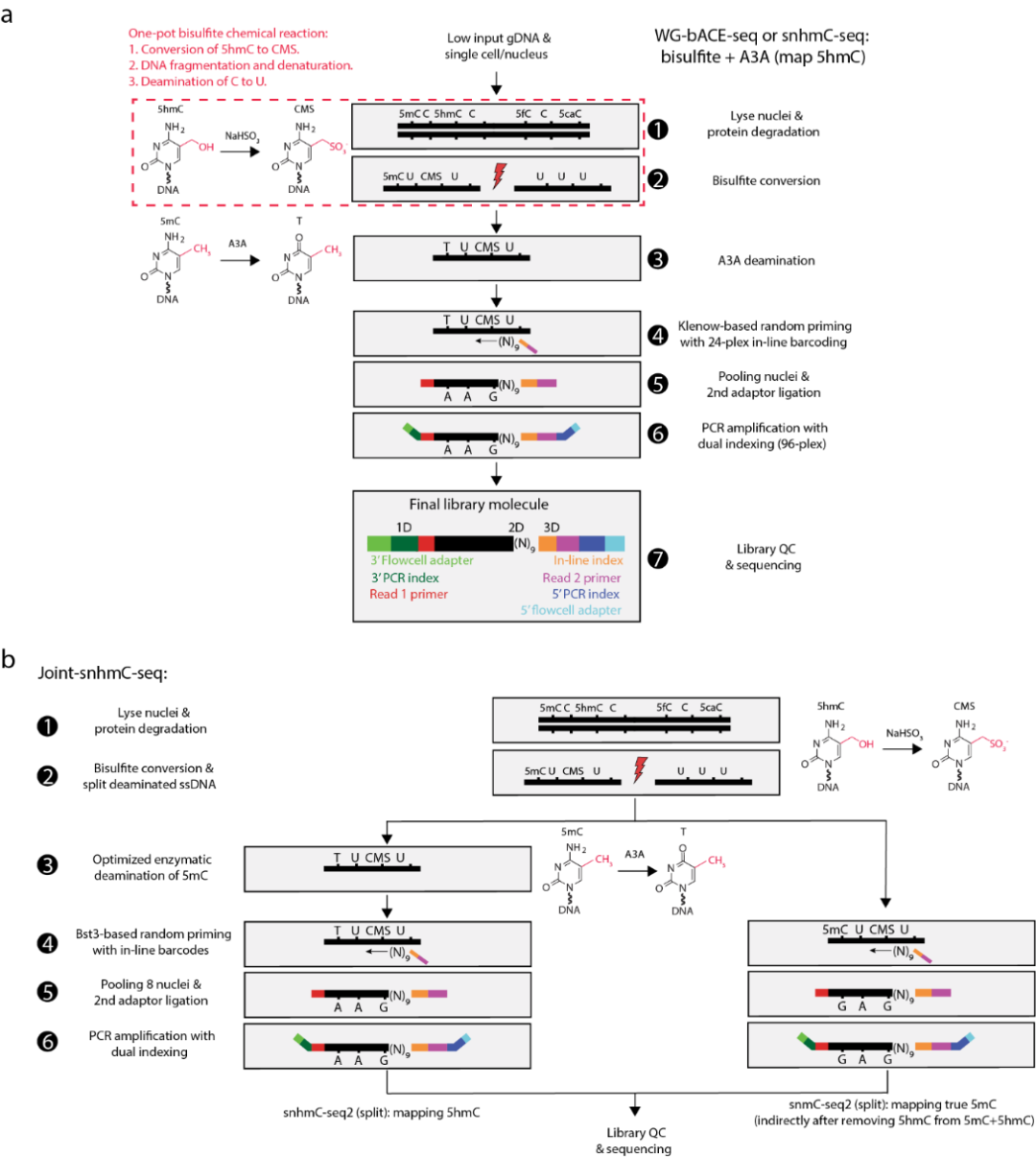 Nat Biotechnol 恭喜胡鹏、邱琪丨吴昊团队开发同时检测DNA 5hmC/5mC修饰的单细胞测序技术...-CSDN博客