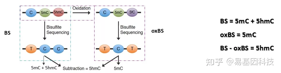 易基因｜一文读懂精准简化基因组甲基化测序(RRBS+oxRRBS)分析怎么做_rrbs测序结果怎么看-CSDN博客
