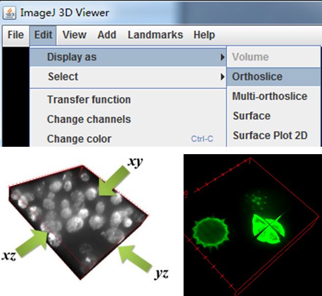 显示三维图片序列_老司机带你解锁ImageJ三维图像分析-CSDN博客