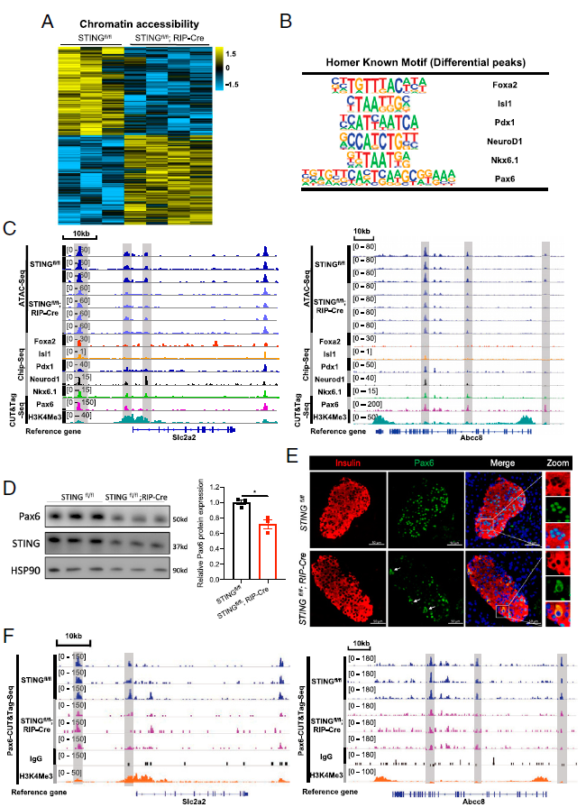 CUT&Tag与ATAC-seq联手，解析表观遗传机制_cuttag atac-seq-CSDN博客