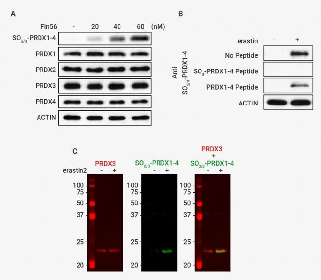 过氧化PRDX3作为铁死亡标志物的鉴定与应用 - MedChemExpress_identification of hyperoxidized ...