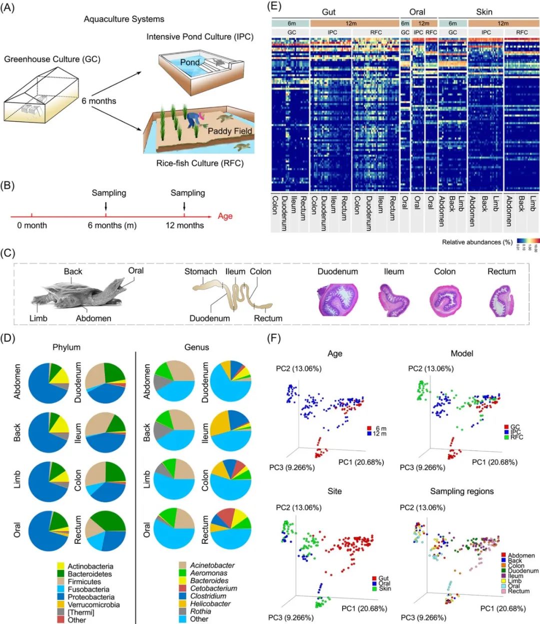 跟着iMeta学做图｜ggplot2绘制多个饼图展示菌群物种组成-CSDN博客