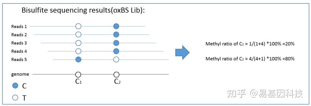 易基因｜一文读懂精准简化基因组甲基化测序(RRBS+oxRRBS)分析怎么做_rrbs测序结果怎么看-CSDN博客