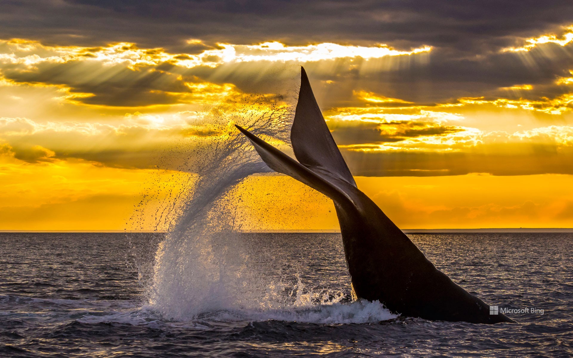 [请回答C++] C++11&lambda&thread&条件变量&包装器&atomic&unique_guard-CSDN博客