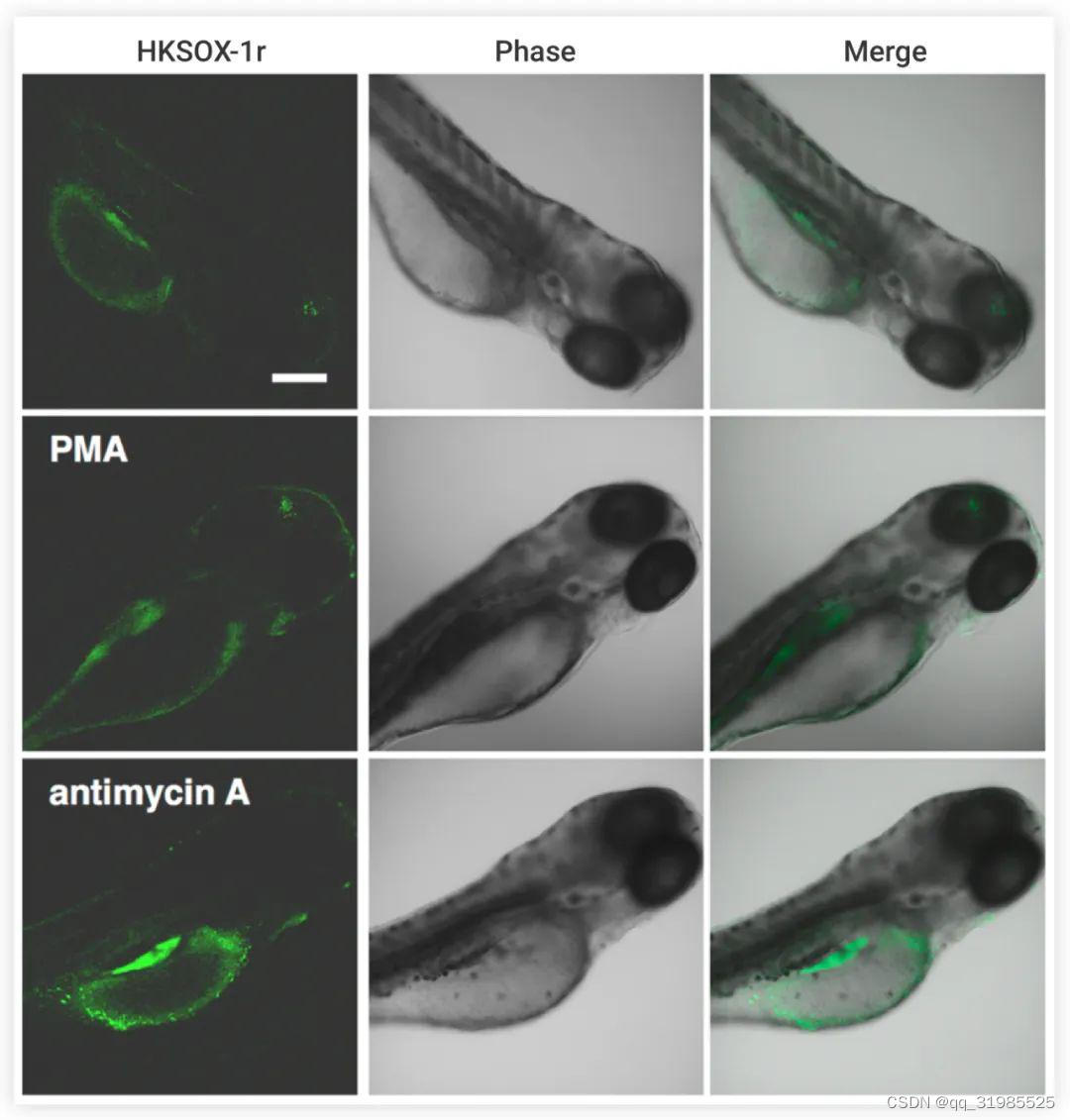 活性氧 ROS 检测，实用 Tips - MedChemExpress_ros空白组-CSDN博客