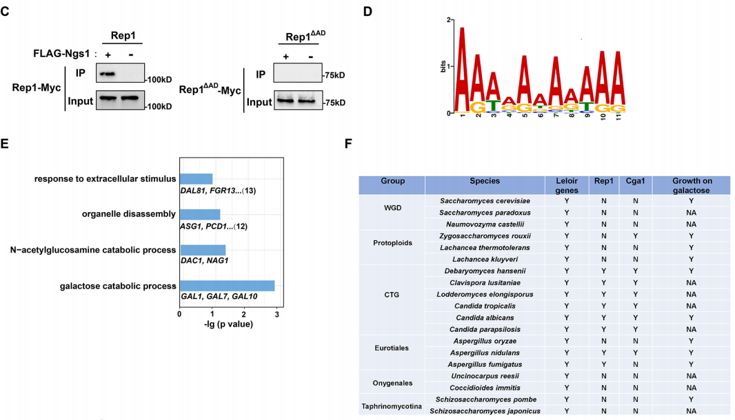 eLife（IF：8.713）发表武汉大学逯杨/苏畅团队白念珠菌半乳糖代谢信号通路分子机制_武汉大学 医 冯秦玉-CSDN博客