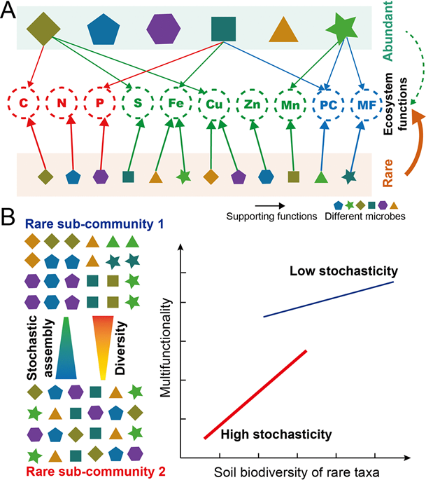 mBio：西农韦革宏/焦硕等揭示随机组装过程促进稀有物种多样性和多功能性(附招聘)...-CSDN博客