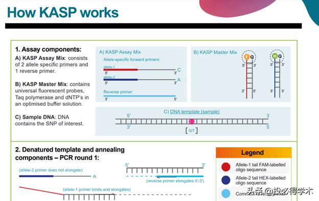 kasp技术原理_KASP基因型测定技术在各个学科的应用实践（内附官方重要资料）...-CSDN博客