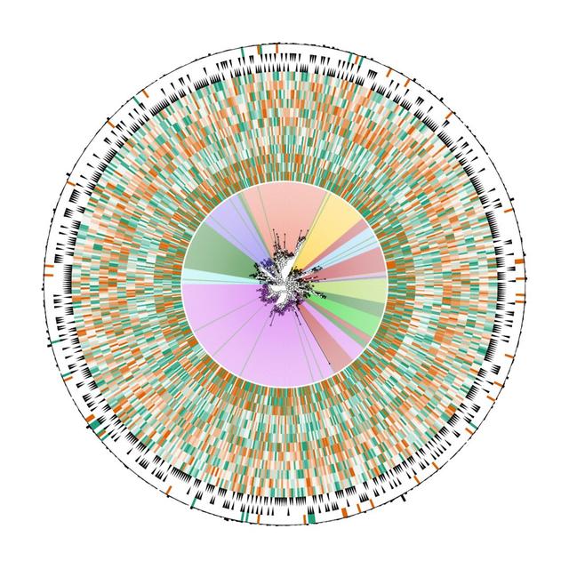 bootstrap树节点如何设置默认不展开_GraPhlAn：最美进化树或层级分类树学习笔记-CSDN博客