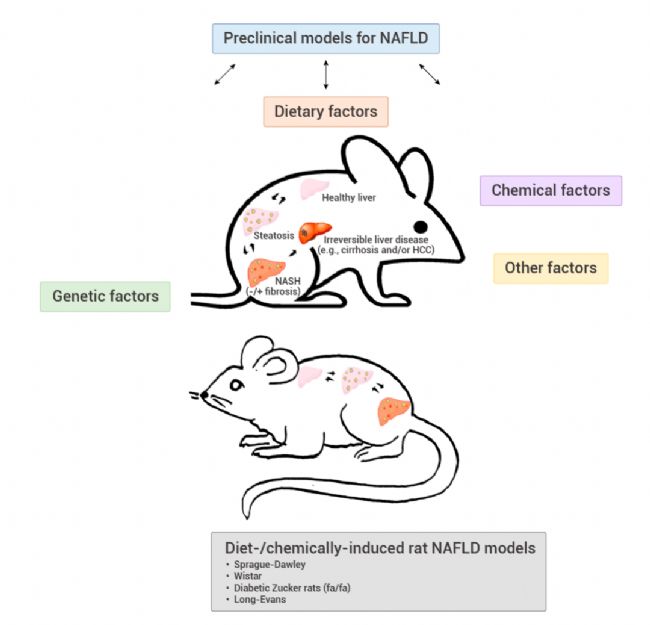 动物造模 01: 常见肝脏疾病的造模方法 - MedChemExpress-CSDN博客